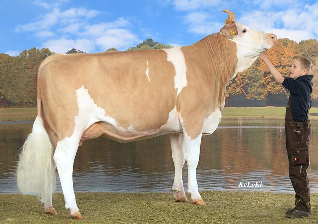 17.º Campeonato de Vacas Jóvenes 2025: un escaparate de la excelencia de Simmental y Swiss ...