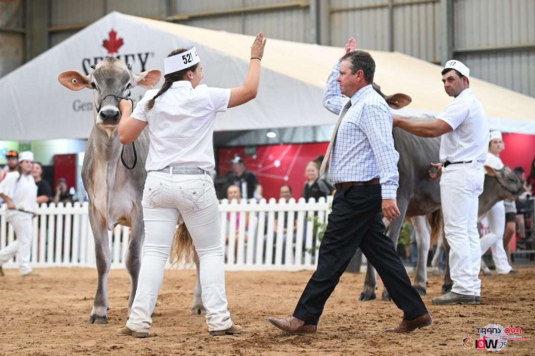 Los toros de Swissgenetics brillan en la Dairy Week 2025 de Australia ...